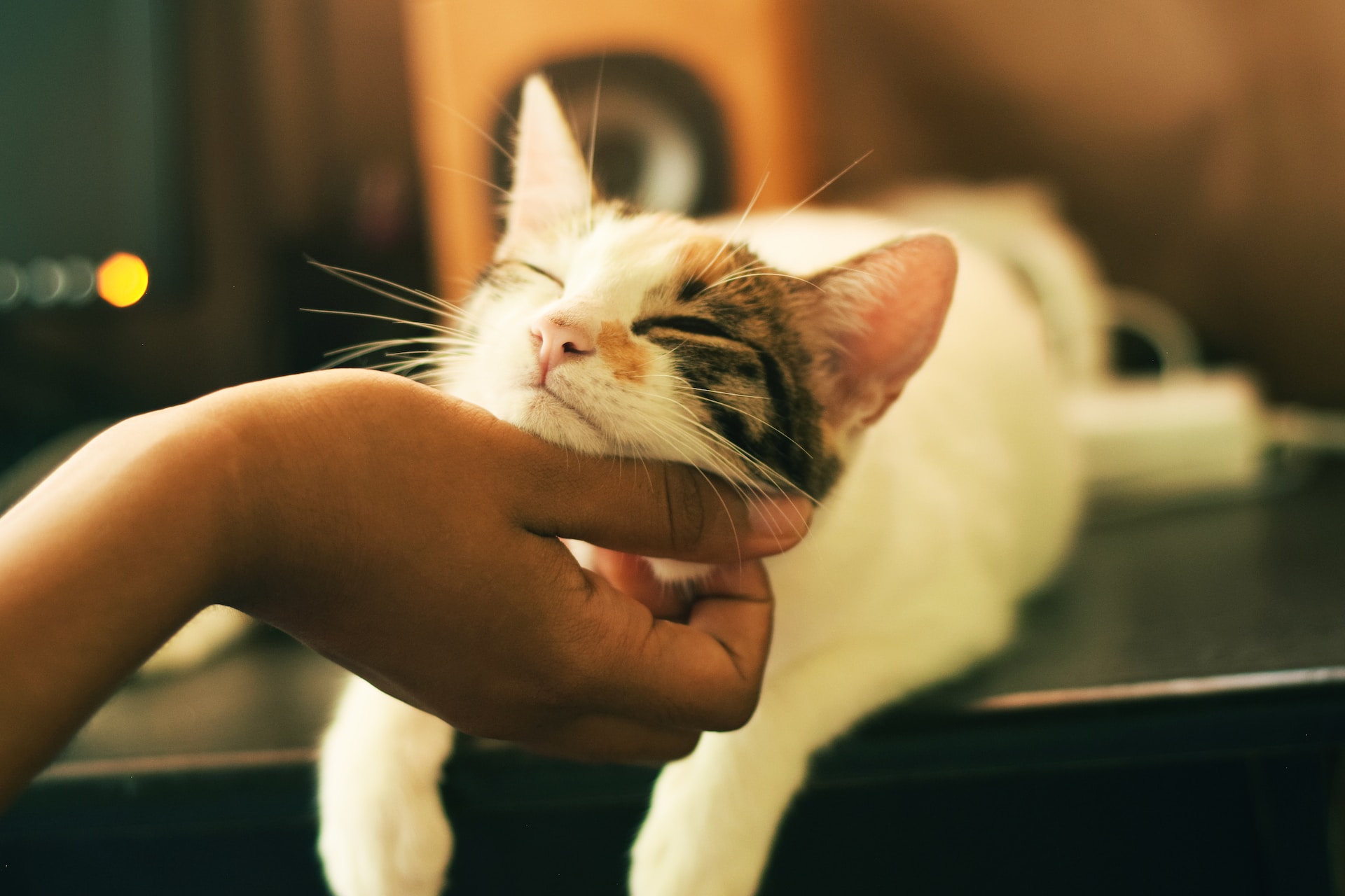 How to Recognize the Signs Your Cat is Sick - A Pinch Of Thoughts